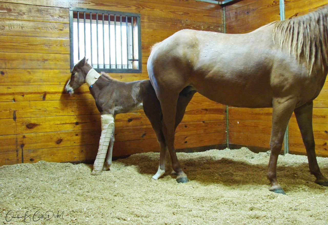 Foaling Pediatrics Central Georgia Equine Services Foaling Pediatrics Central Georgia Equine Services