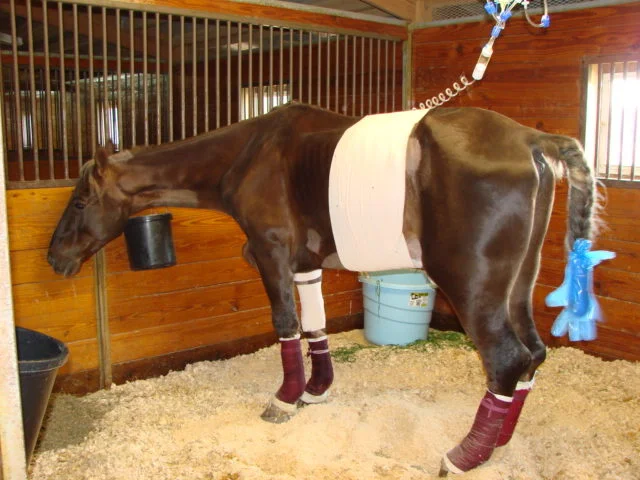 Surgery & Regenerative Medicine - Central Georgia Equine Services