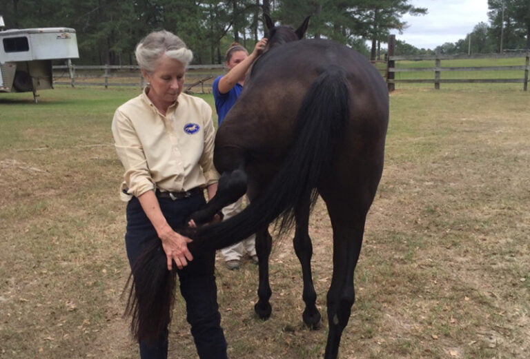 Prepurchase Examinations - Central Georgia Equine Services